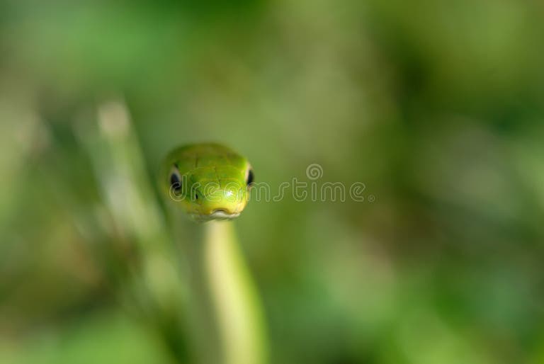 Solid Snake Laughing Meme Stock Photos - Free & Royalty-Free Stock ...