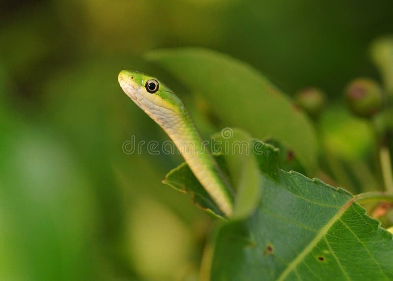 Snake in a Tree- Peninsular (Green) Rat Snake Stock Image - Image of ...