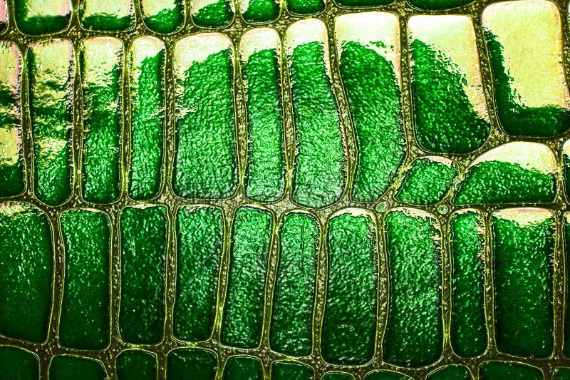 Python Skin Wallpaper