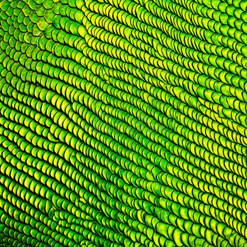 Green Snake Skin Texture Background. Reptile Skin Background Stock ...
