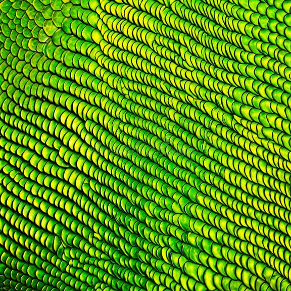 Green Snake Skin Texture Background. Reptile Skin Background Stock ...