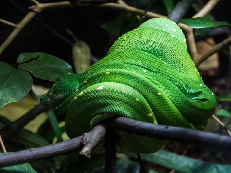 Green snake stock image. Image of nature, forest, reptiles - 32662323