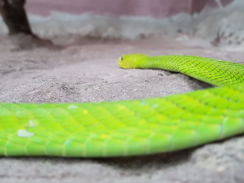 Green Snake stock photo. Image of snake, snakes, reptiles - 93217678