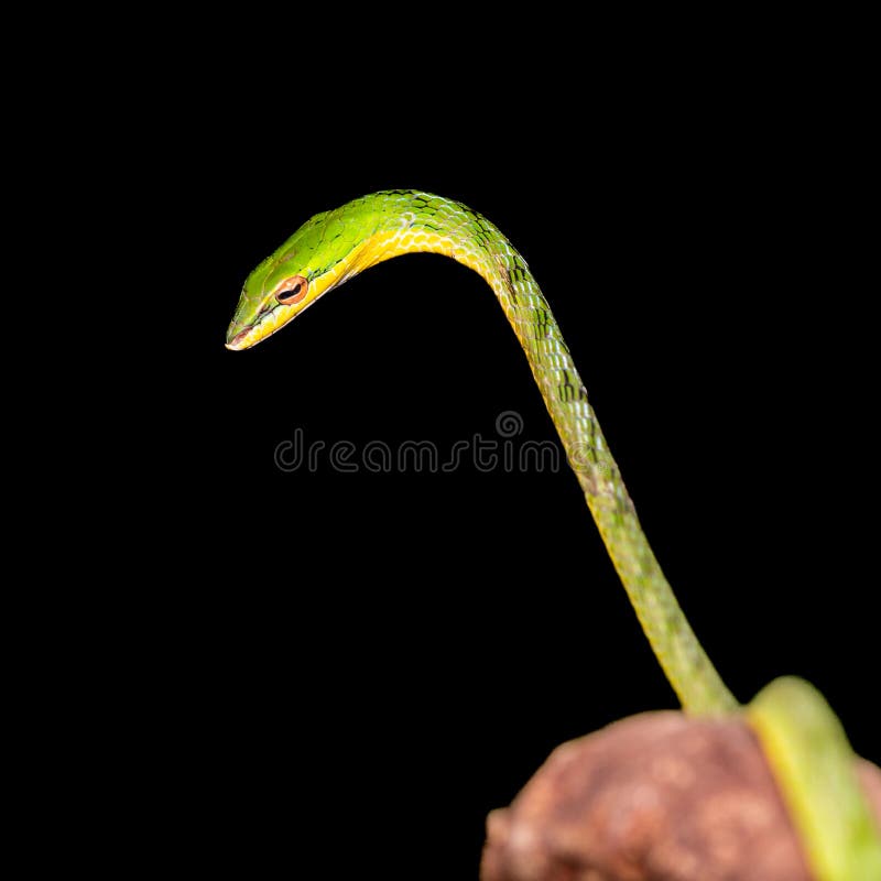 A Green Snake Stretched Out on a Rock Stock Image - Image of stretched ...