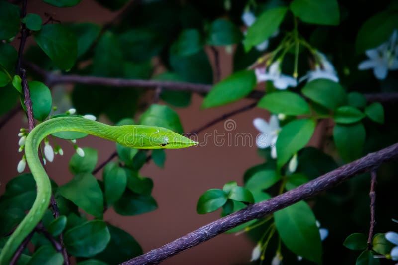 Green snake on the tree stock image. Image of viper - 148678223