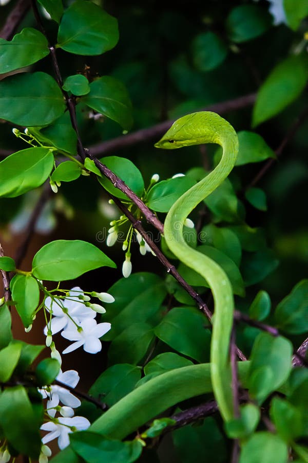Green snake on the tree stock photo. Image of snake - 150543272