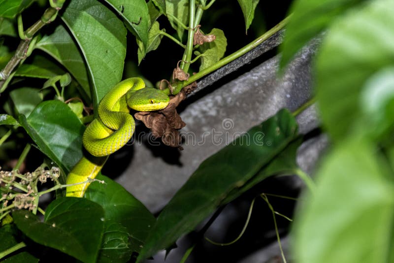 A green snake on a tree stock photo. Image of nature - 190546556
