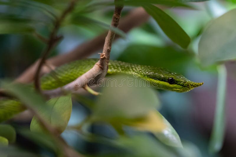 Green snake in tree stock image. Image of amazon, earth - 135645729