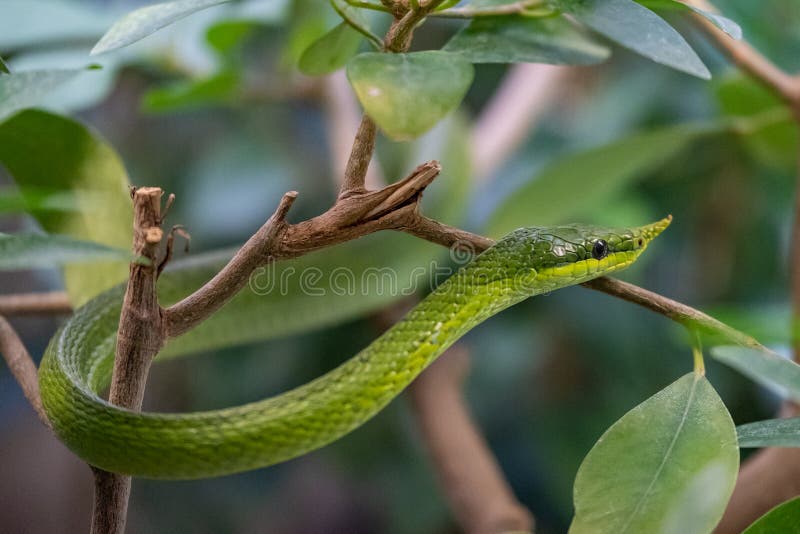 Green snake stock photo. Image of branch, constrictor - 135645872