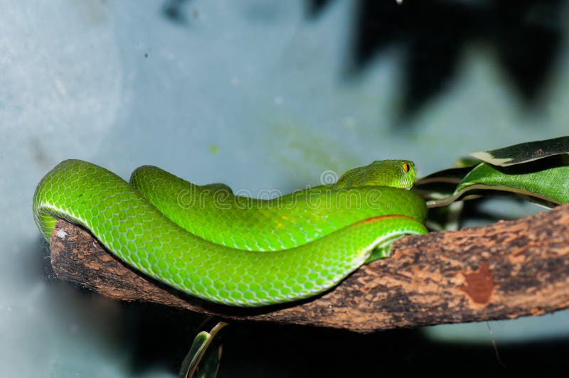 Green snake on the tree stock photo. Image of reptile - 190629122