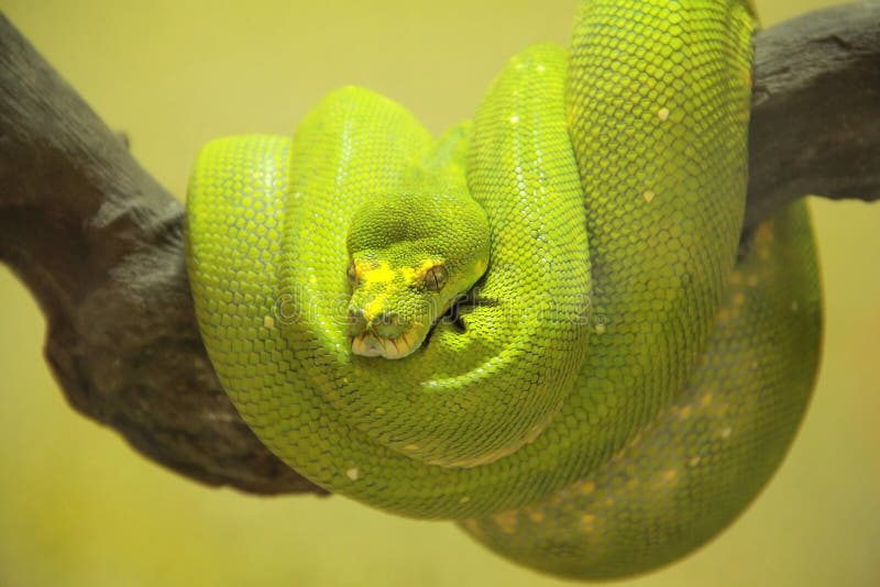 Green snake on a tree stock photo. Image of instinct - 60292792