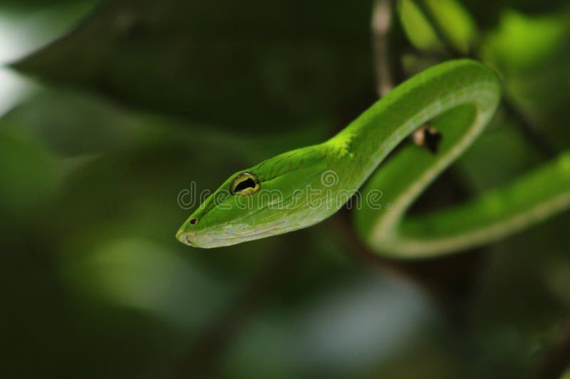 Green snake on the trees stock photo. Image of wildlife - 282504358
