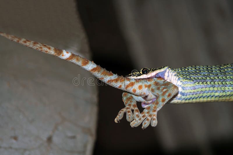 The Green Snake Was Swallowing the Gecko almost Completely Stock Image ...