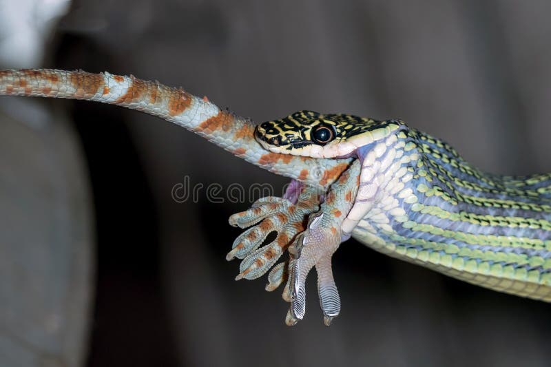 The Green Snake Was Swallowing the Gecko almost Completely Stock Photo ...