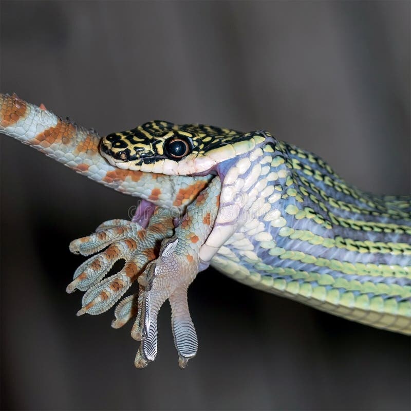 The Green Snake Was Swallowing the Gecko almost Completely Stock Image ...