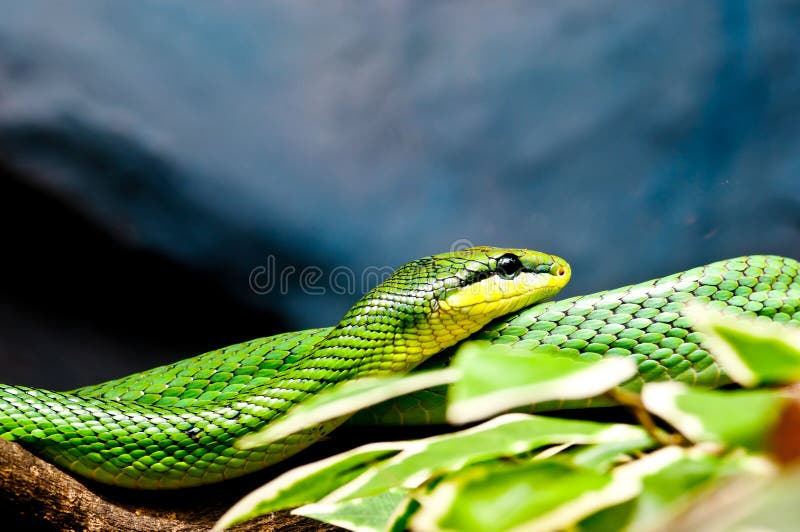 Timber rattlesnake stock image. Image of rattlesnake - 17459137