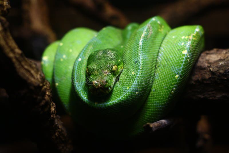 Green snake on the wood stock image. Image of greensnake - 89043459