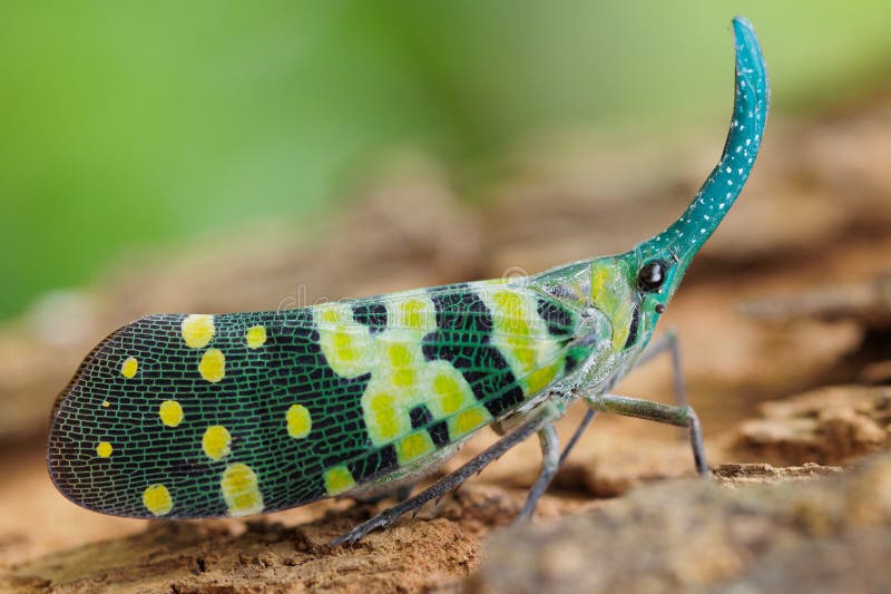 Green Snout Lanternfly, Pyrops Viridirostris, Thailand Stock Image ...