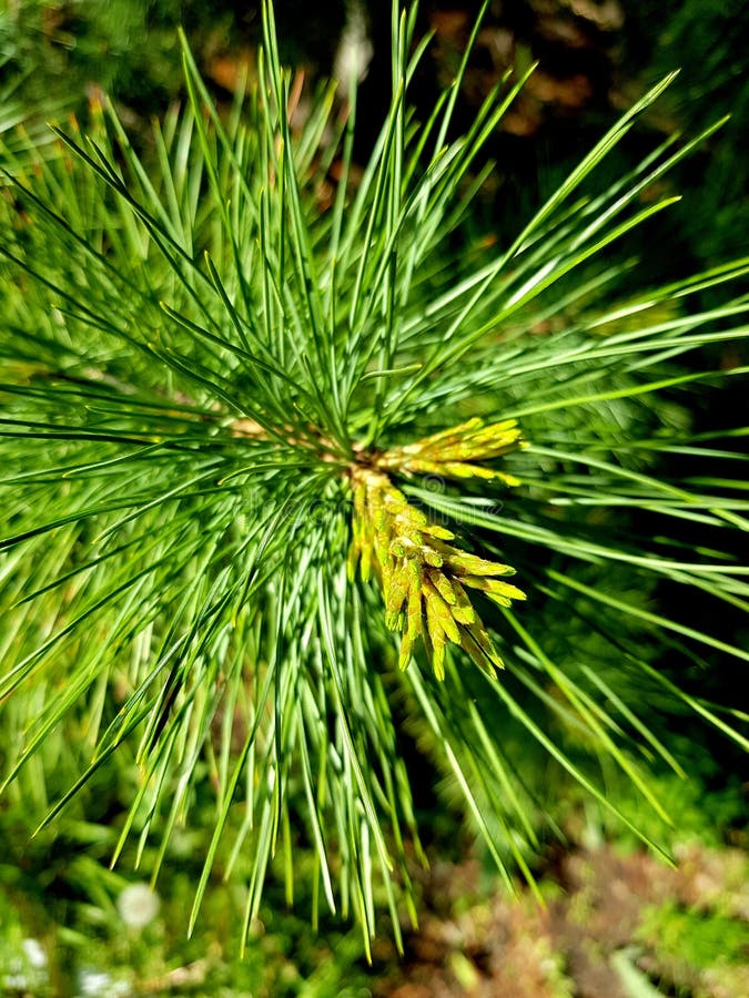 Rolls Pine Straw Stock Photos - Free & Royalty-Free Stock Photos from ...
