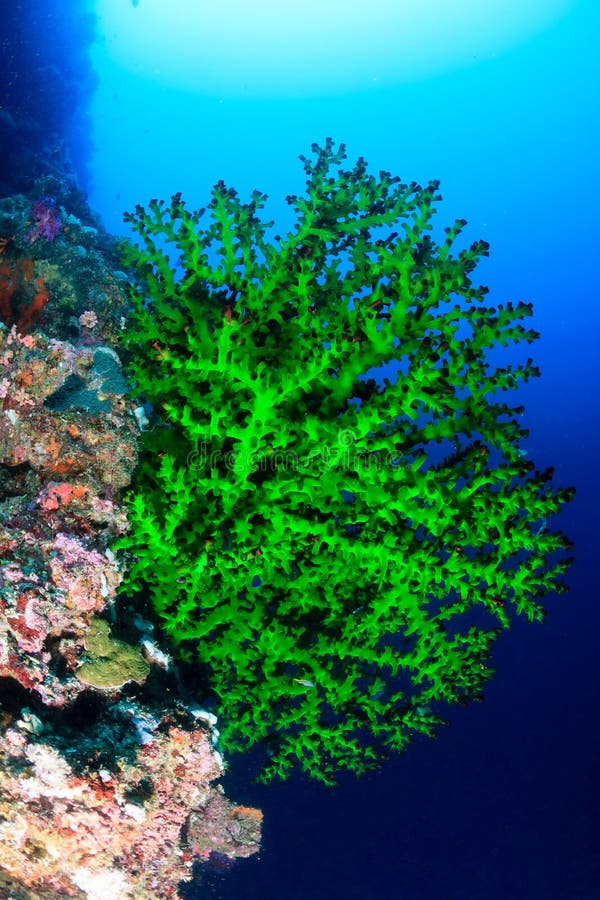Green soft coral stock image. Image of life, underwater - 6288349