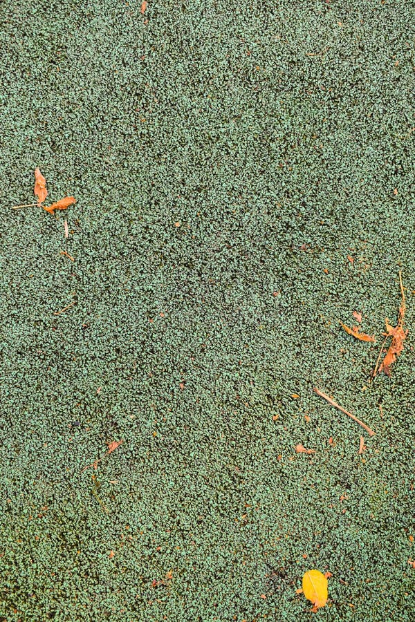 Green soft ground. stock photo. Image of backdrop, grass - 188508698