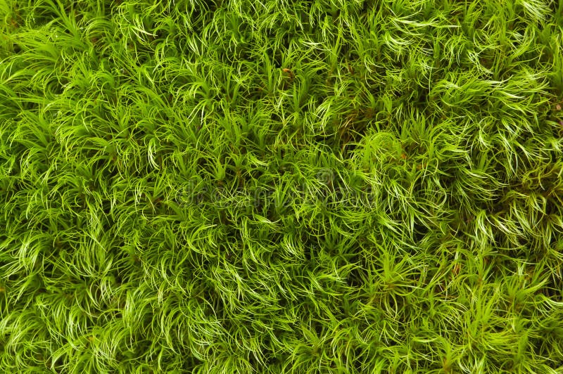 Green soft moss background stock image. Image of environment - 61899263