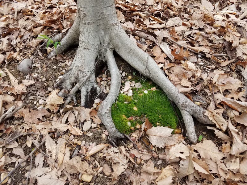 Green Soft Moss at Base of Tree Trunk Outdoor with Roots and Brown ...