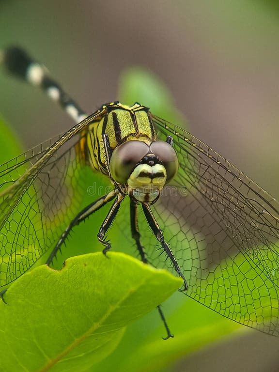 Green Soldier Dragon Fly on Green Leaf Stock Image - Image of green ...