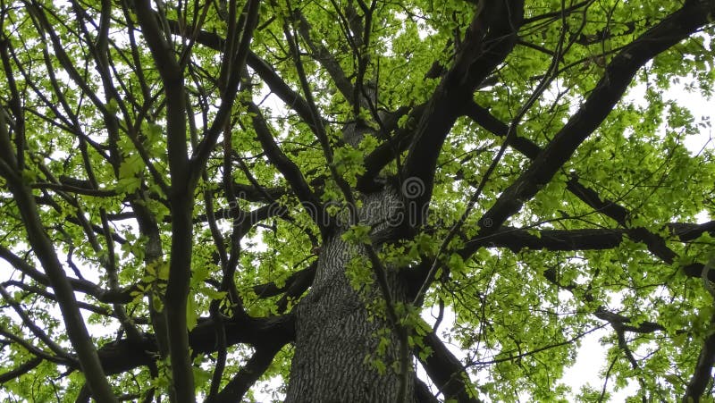 Green and Solid Tree with Bright Rich Green Color Stock Image - Image ...