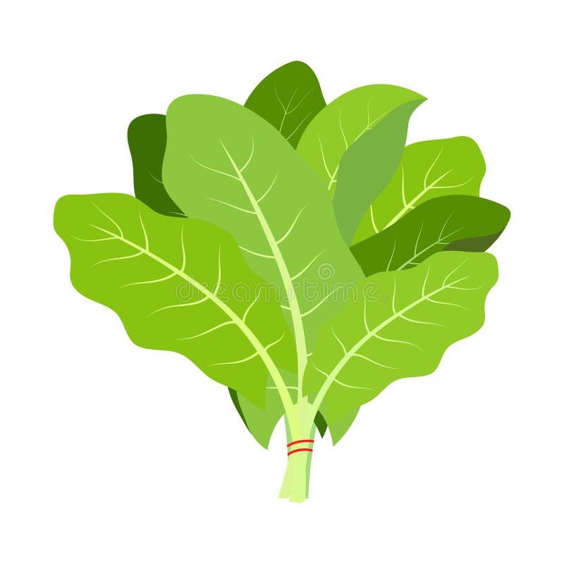 Sorrel Herb Stock Illustrations – 565 Sorrel Herb Stock Illustrations ...