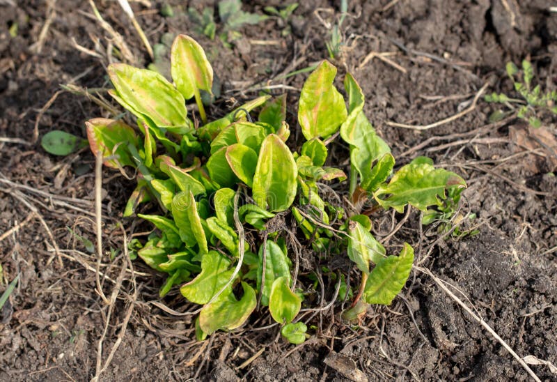 Green Sorrel Leaves in the Ground in Early Spring. Stock Image - Image ...
