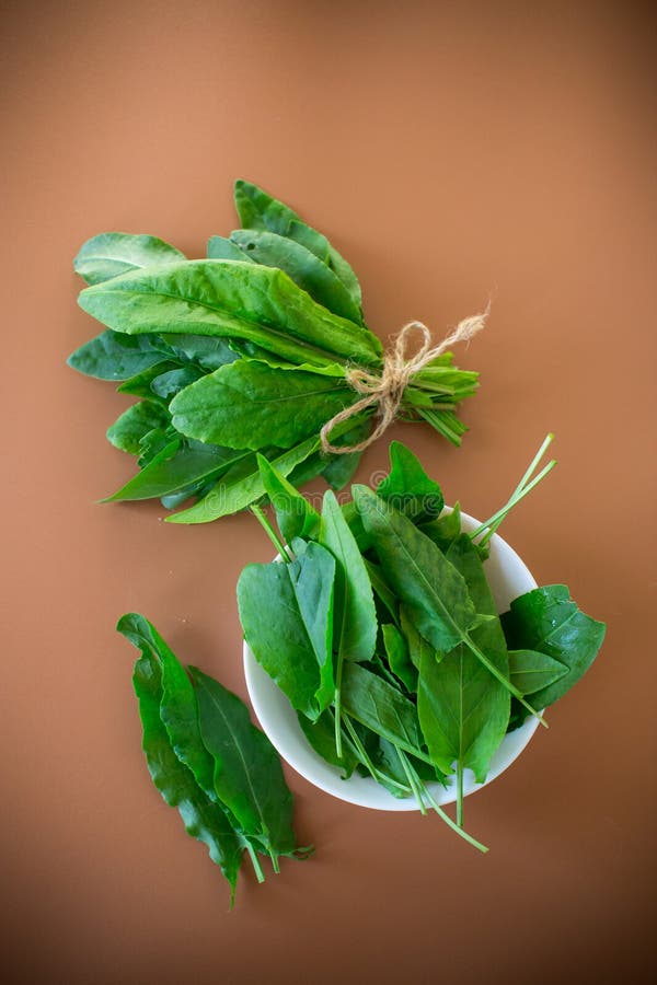Green Sorrel Bush Grows in the Garden Stock Photo - Image of hand, herb ...
