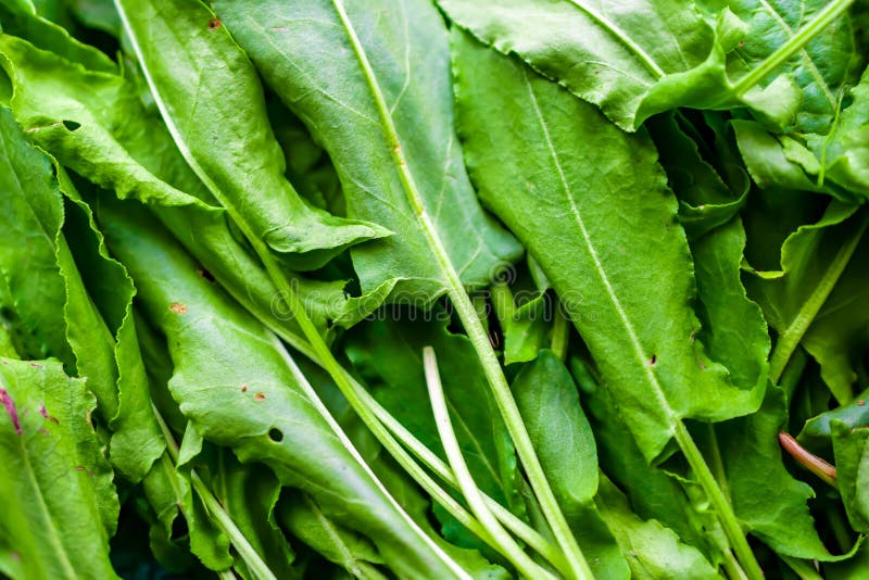 Green Sorrel Leaves with Visible Texture. Background Stock Photo ...