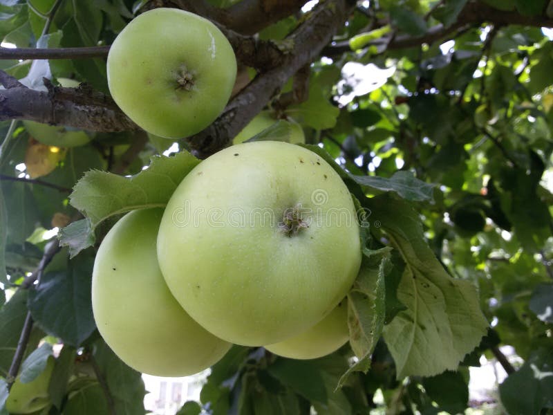 Green sour apples stock image. Image of shrub, apples - 263089403