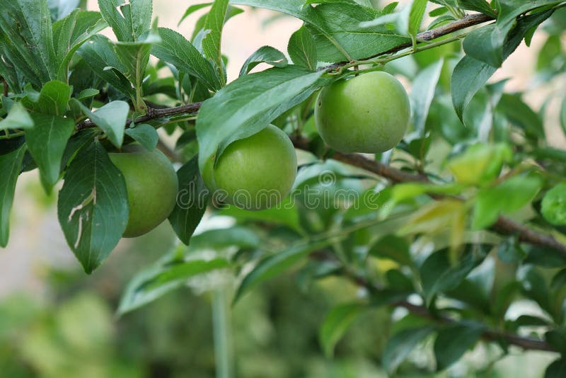 Green Sour Plum Standing on Tree,close-up Plump,plum on Tree Stock ...