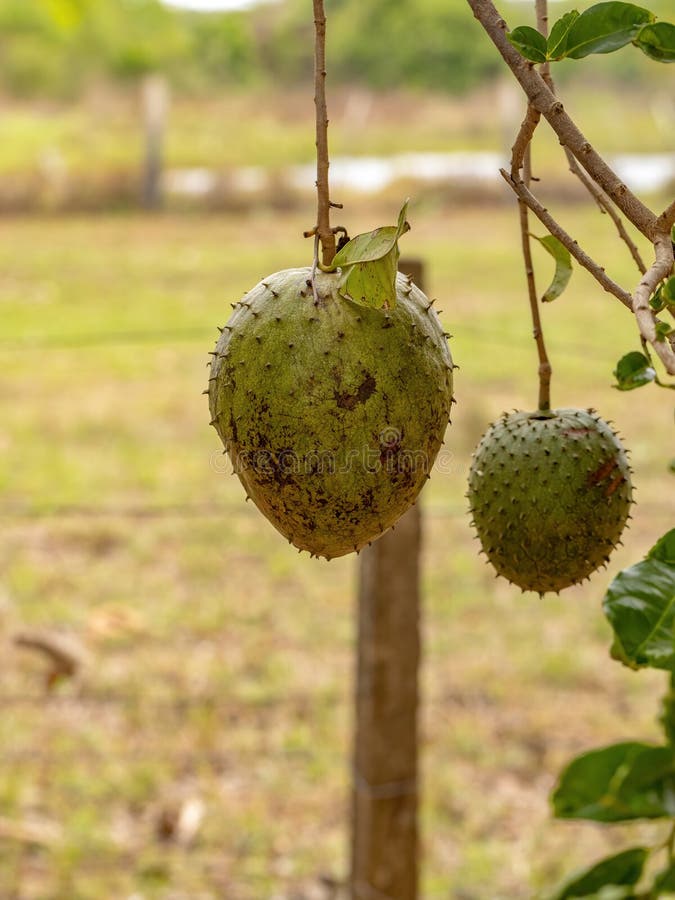 Green Soursop Fruit stock photo. Image of vascular, soursop - 232804382