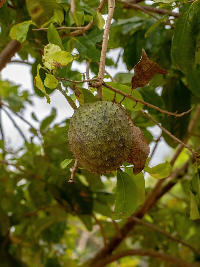Green Soursop Fruit stock image. Image of fruit, angiosperm - 232804385