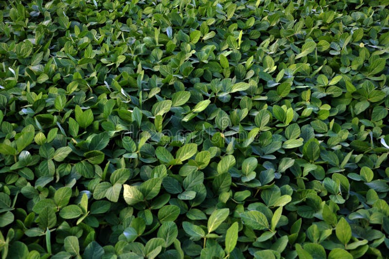 Green soy crops_2 stock image. Image of seeds, nature - 96862909