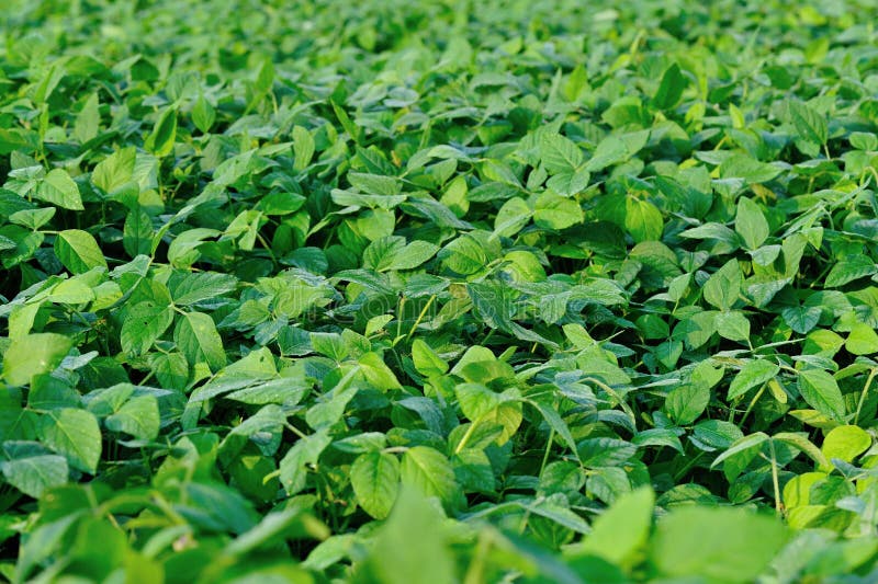 Green Soya Bean Plants in Growth Stock Image - Image of plant, crop ...