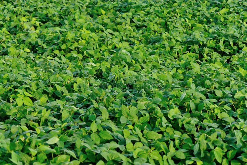 Green Soya Bean Plants in Growth Stock Image - Image of crop, field ...