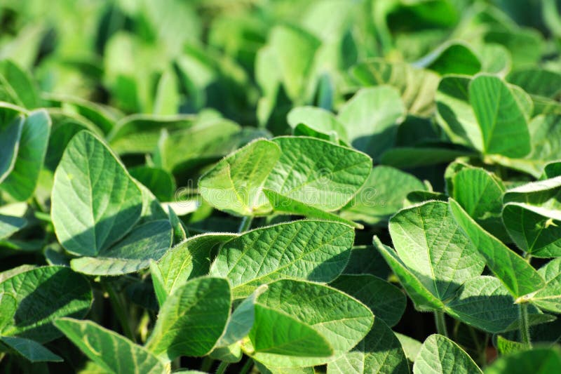 Green Soya Leaves and Bushes Stock Photo - Image of agrarian, farming ...