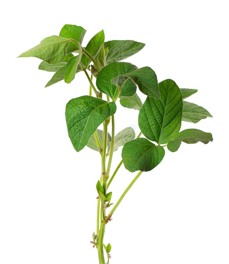 Green Soybean Bush Isolated on White Background. Soy Bean Plant. Stock ...