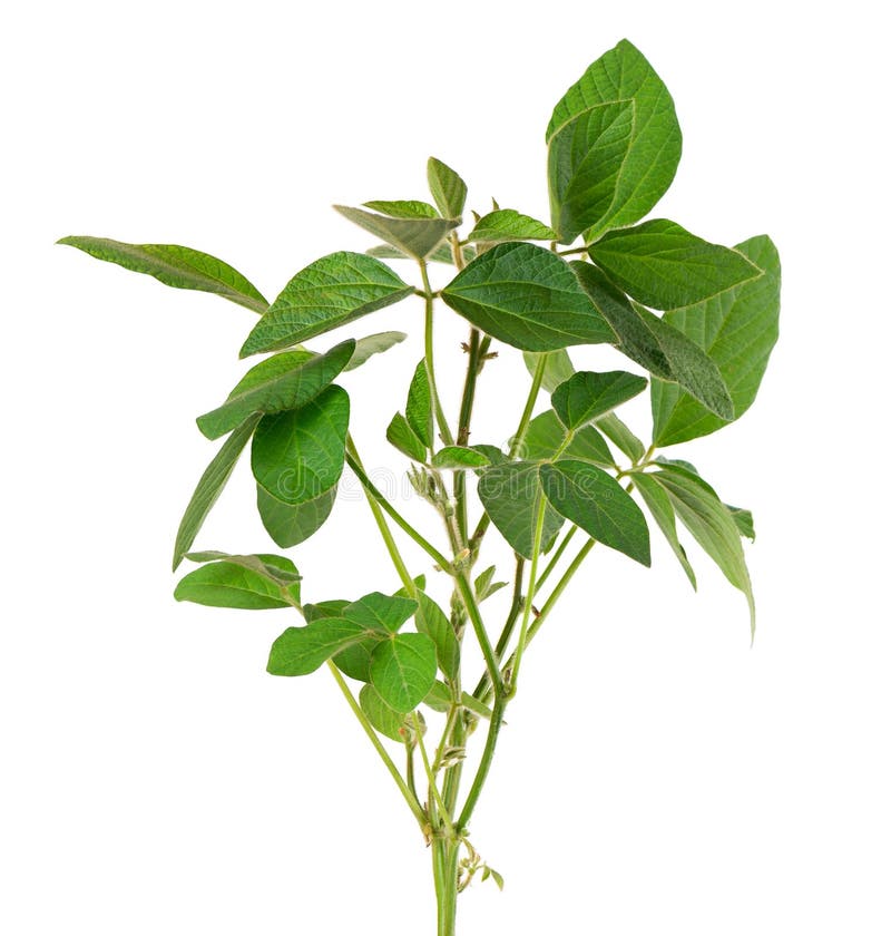 Green Soybean Bush Isolated on White Background. Soy Bean Plant. Stock ...