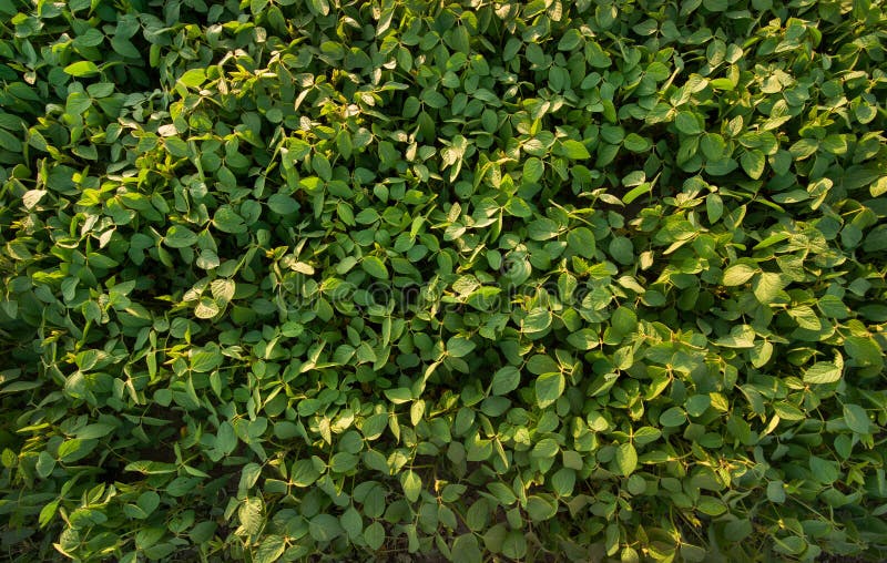 Green Soybean Leaves, Top View of Field Stock Image - Image of ...
