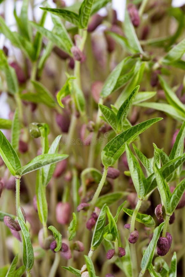 Green soybean sprouts stock photo. Image of plant, natural - 95991604
