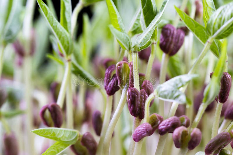 Green soybean sprouts stock image. Image of modified - 95991737