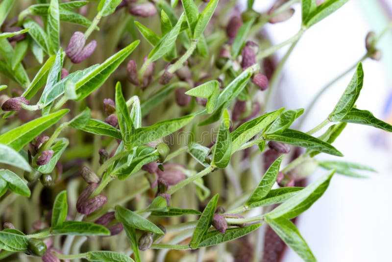 Green soybean sprouts stock image. Image of soyabean - 95991809