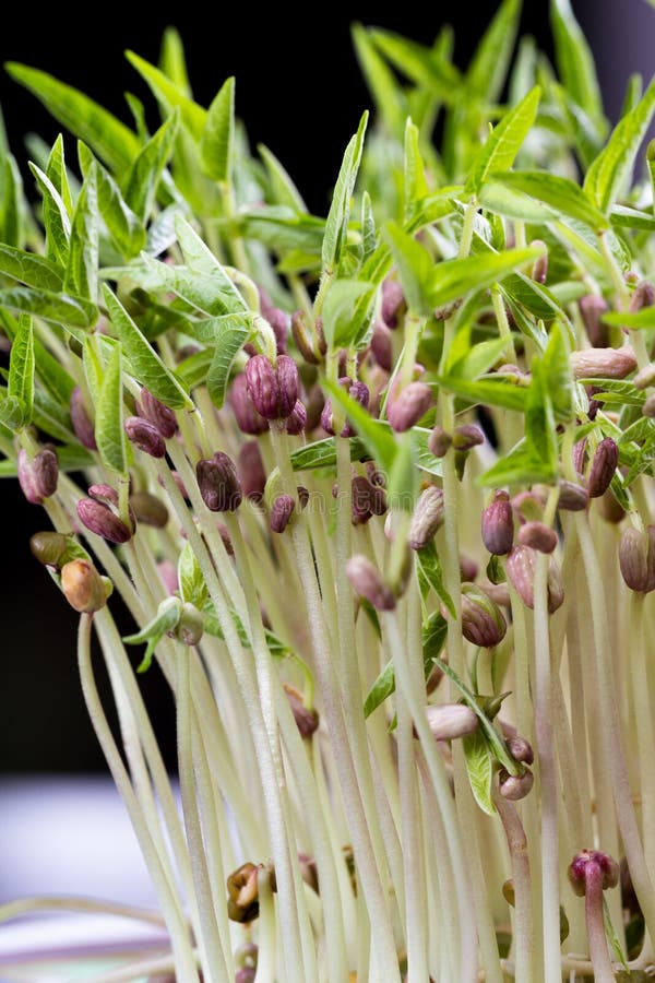 Green soybean sprouts stock image. Image of delicious - 95992163