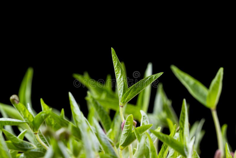 Green soybean sprouts stock image. Image of protein, decision - 95992571