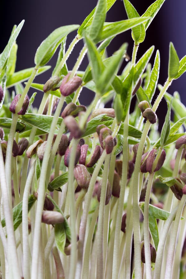 Green soybean sprouts stock image. Image of healthy, side - 95992697